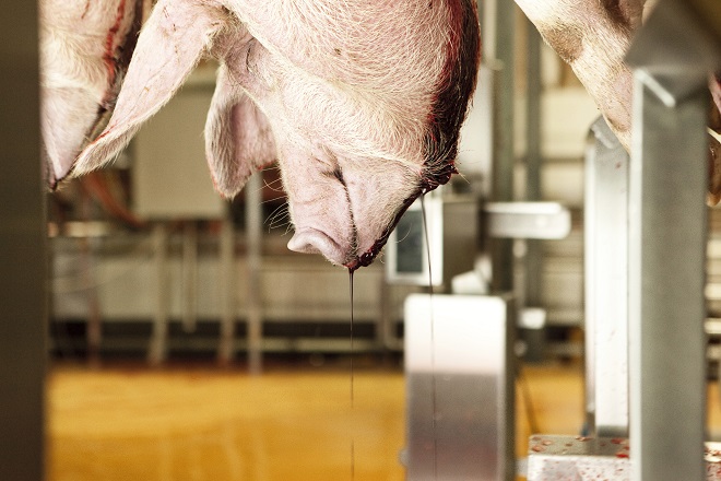 Technology can improve animal welfare - Danish Technological Institute