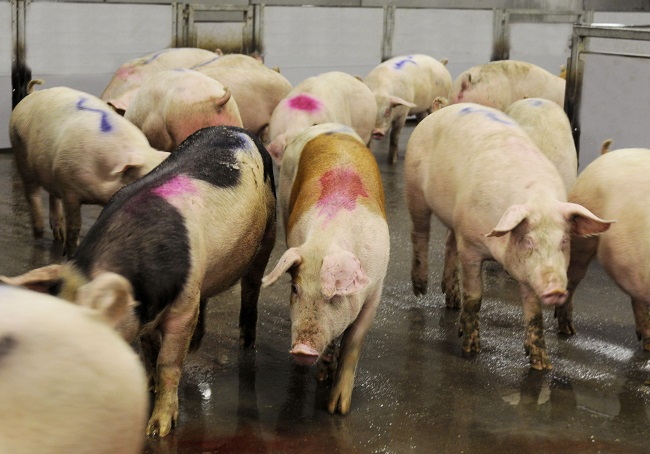 Animal welfare at the day of slaughter - Danish Technological Institute