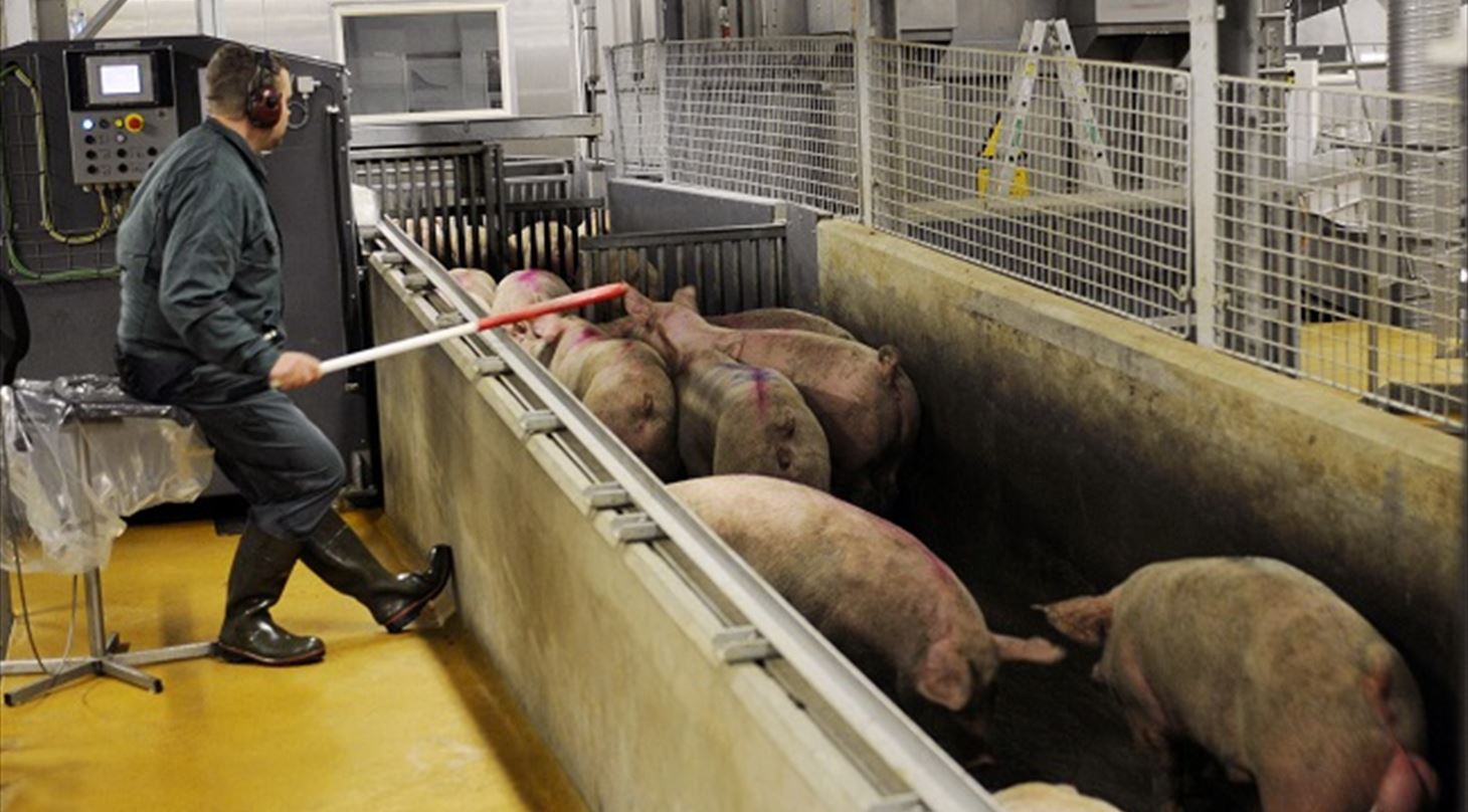 Is Mechanical Slaughter Halal at Sherri Branch blog