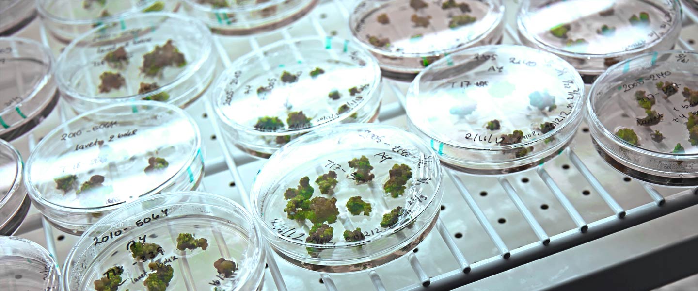 Plant breeding and biotechnology - Danish Technological Institute