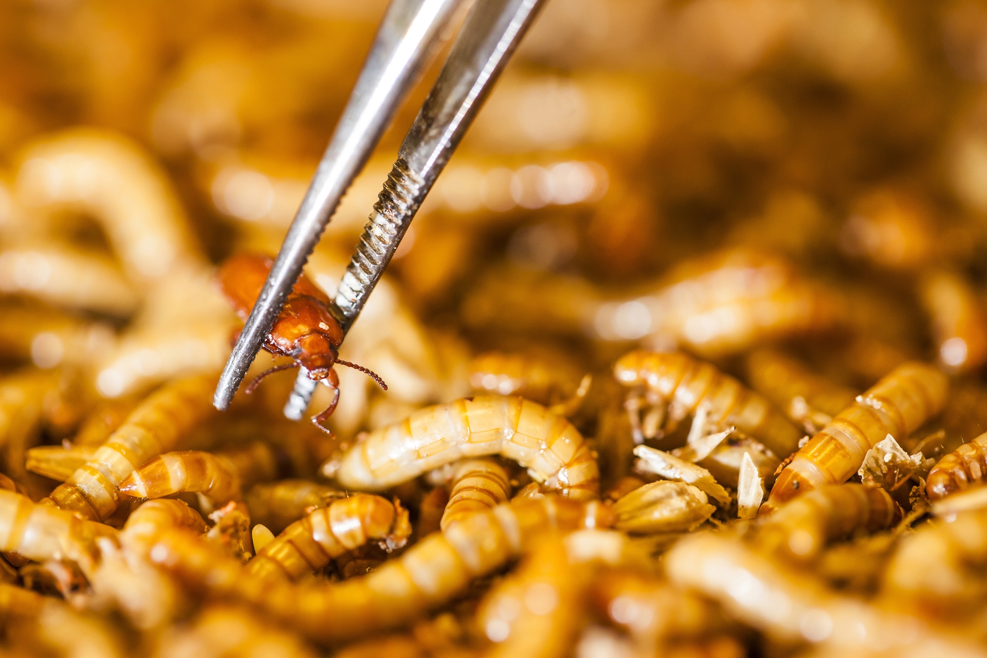 Insects - green technologies for a circular economy - Danish ...