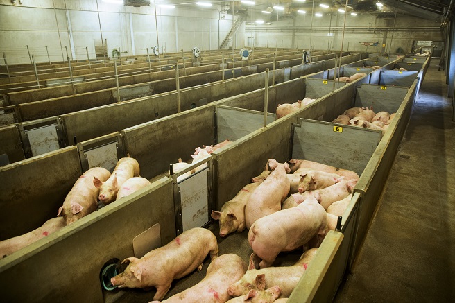 Boar taint odour and flavour - Danish Technological Institute