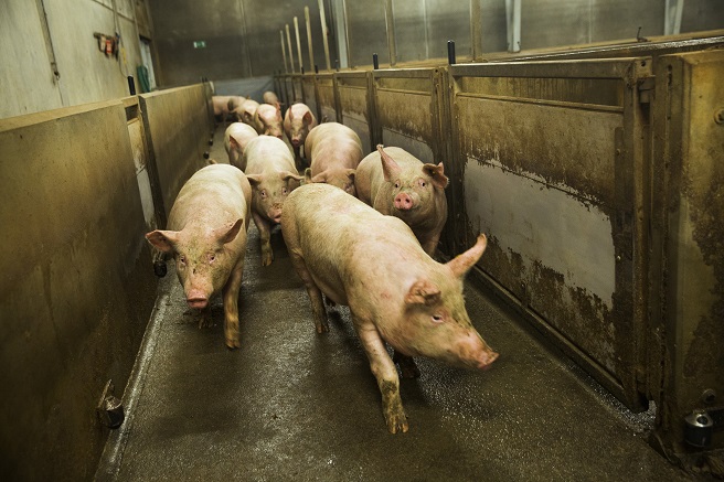 Assessing the value of entire male pigs - Danish Technological Institute