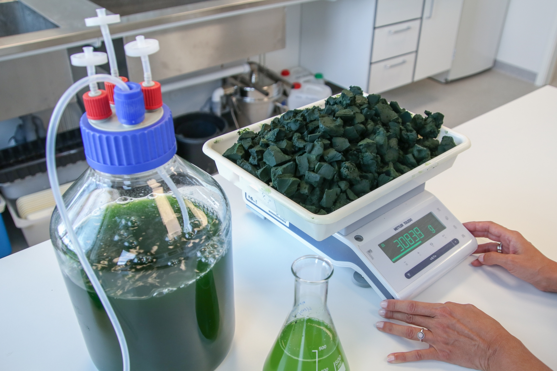 Project - Fields of microalgae to create future sustainable protein ...