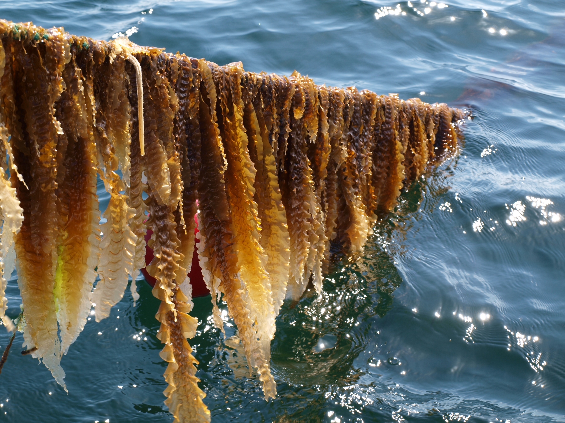 Macro algae in Feed to Reduce Greenhouse Gases (CFC) from Dairy Cows ...