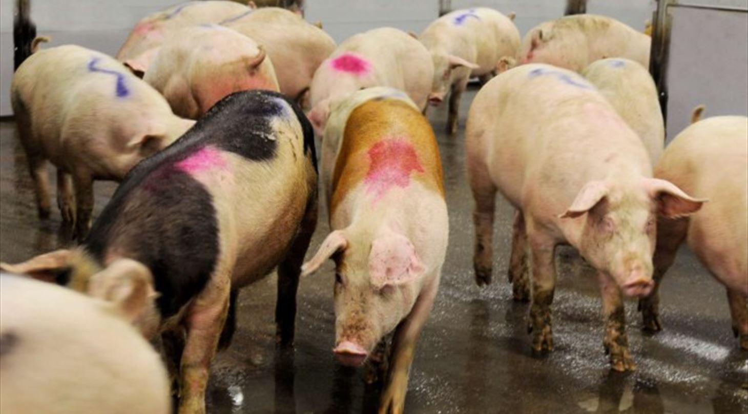 Entire male pig production – a challenge to be addressed - Danish ...