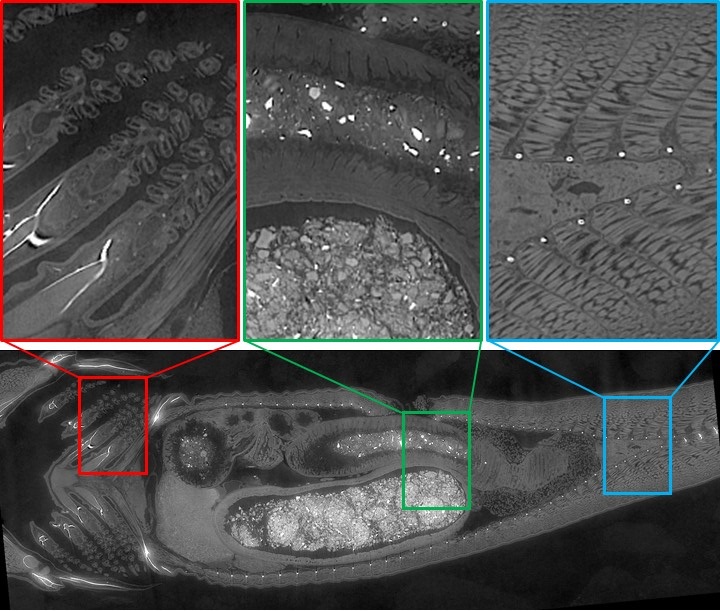 Visualization of Soft Tissue in Small Fish - Phase Contrast CT - Danish ...