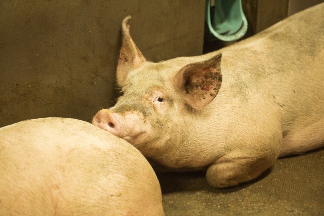 Slaughtering pigs in a humane way - Danish Technological Institute