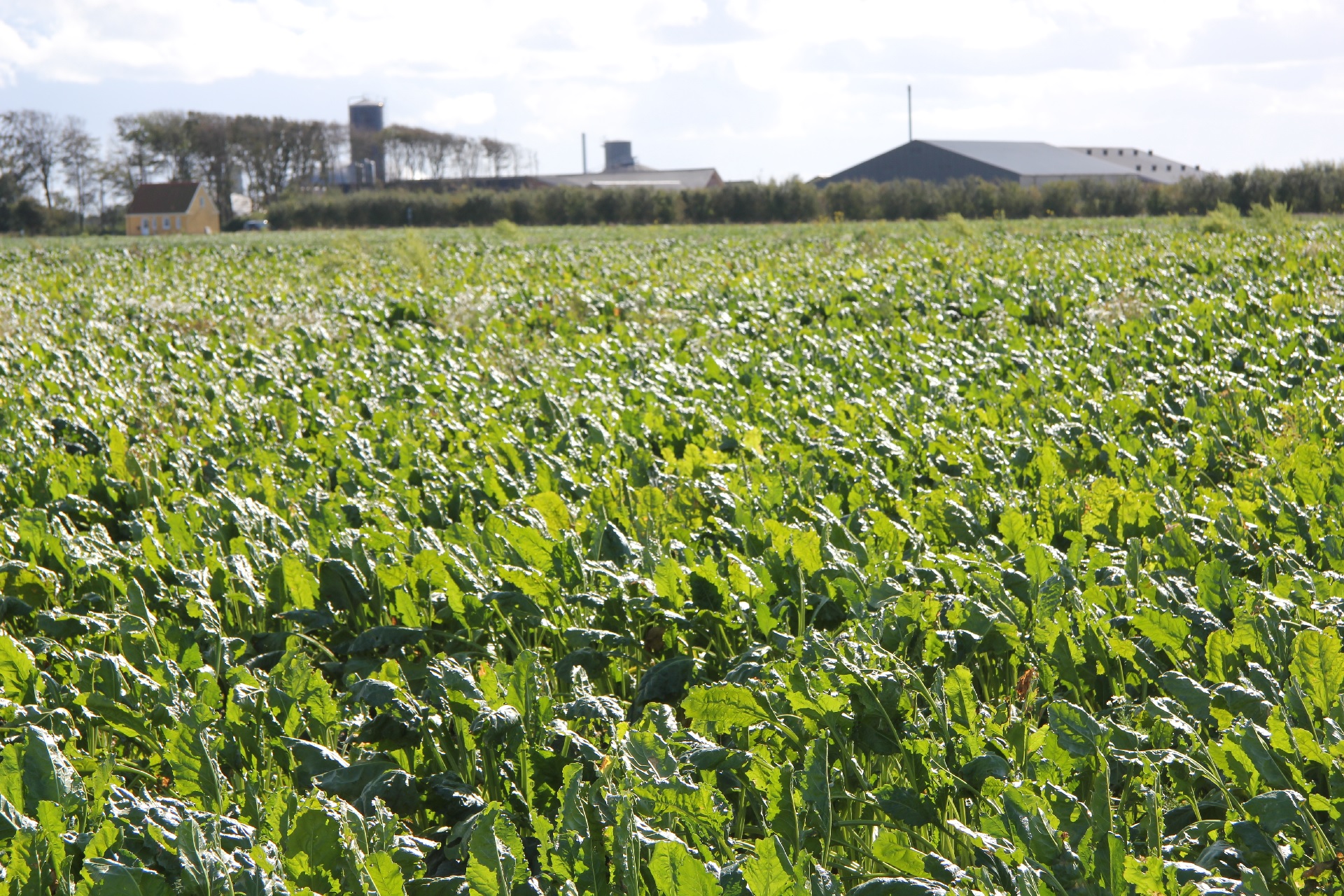 Biomass for fermentation - Introduction - Danish Technological Institute