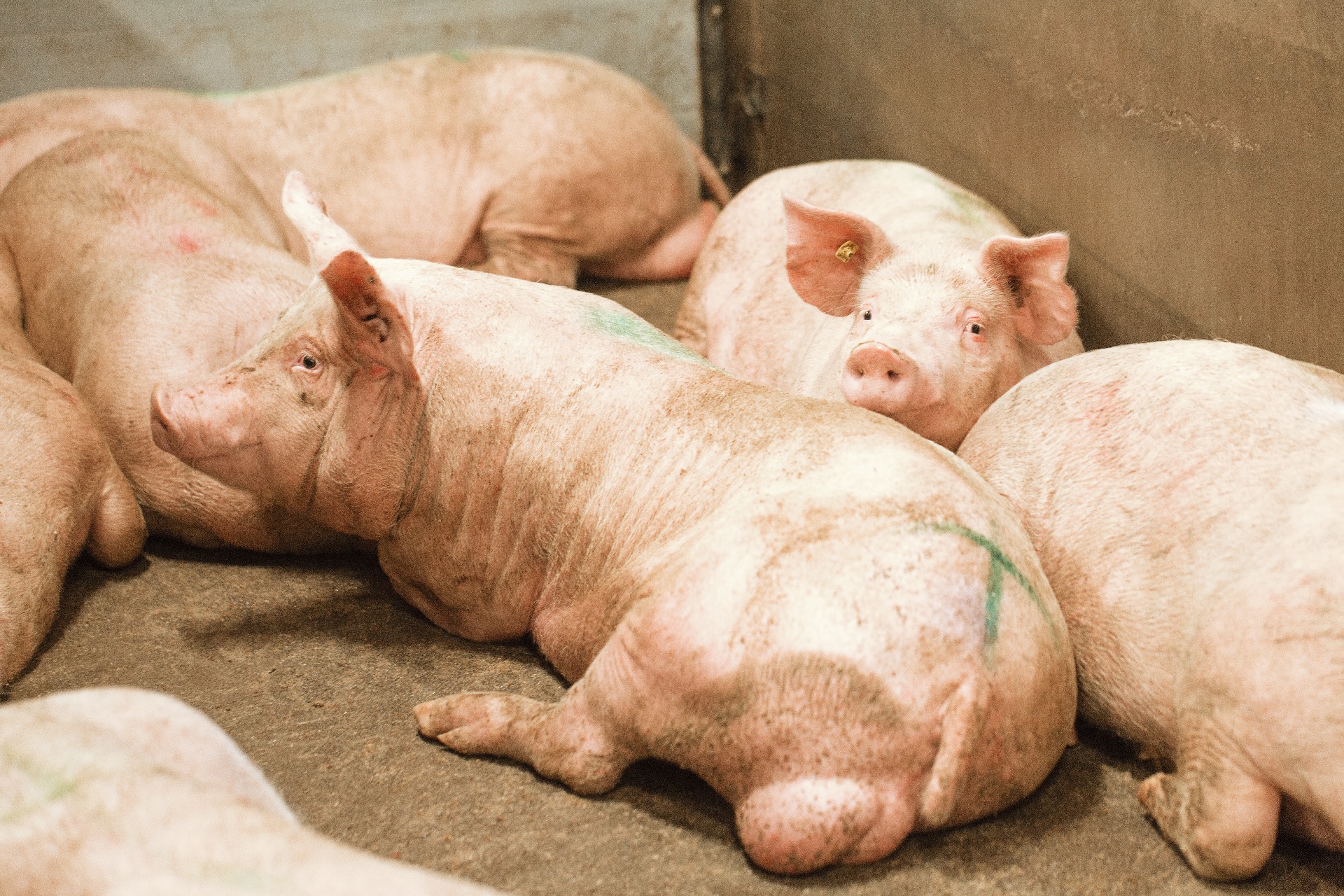 Processing entire male pigs - Danish Technological Institute