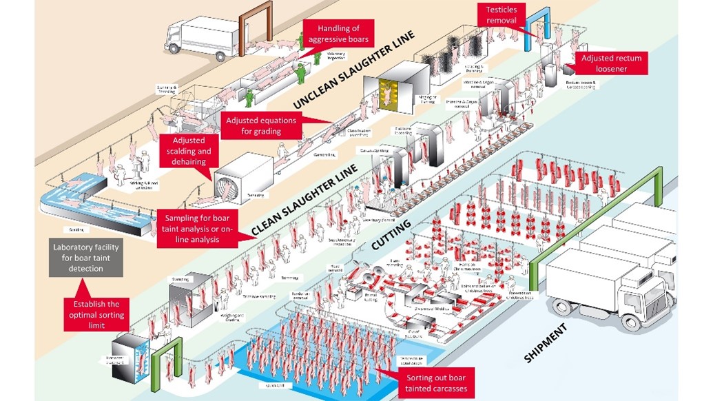 Processing entire male pigs - Danish Technological Institute