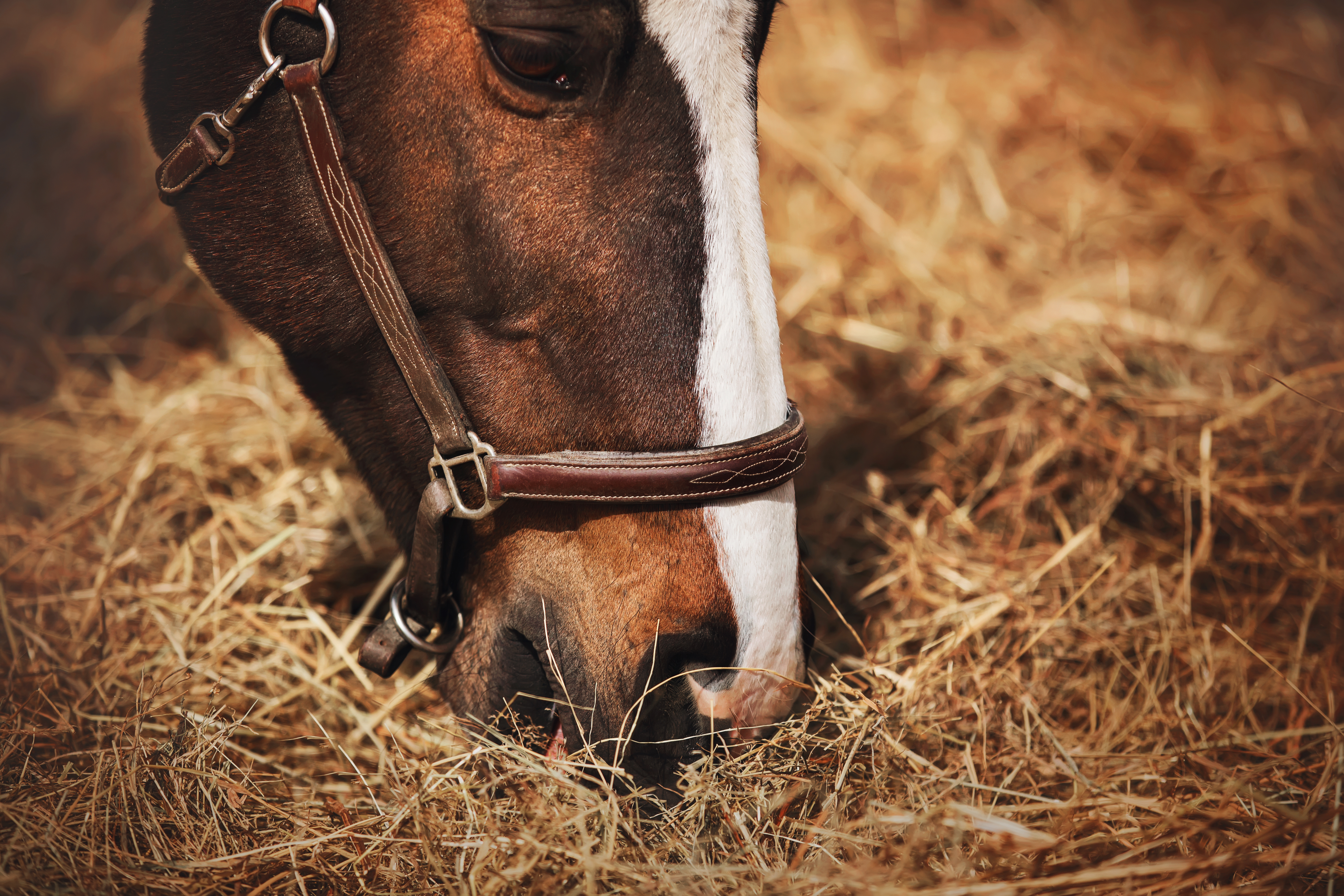 Animal welfare of horses - Danish Technological Institute