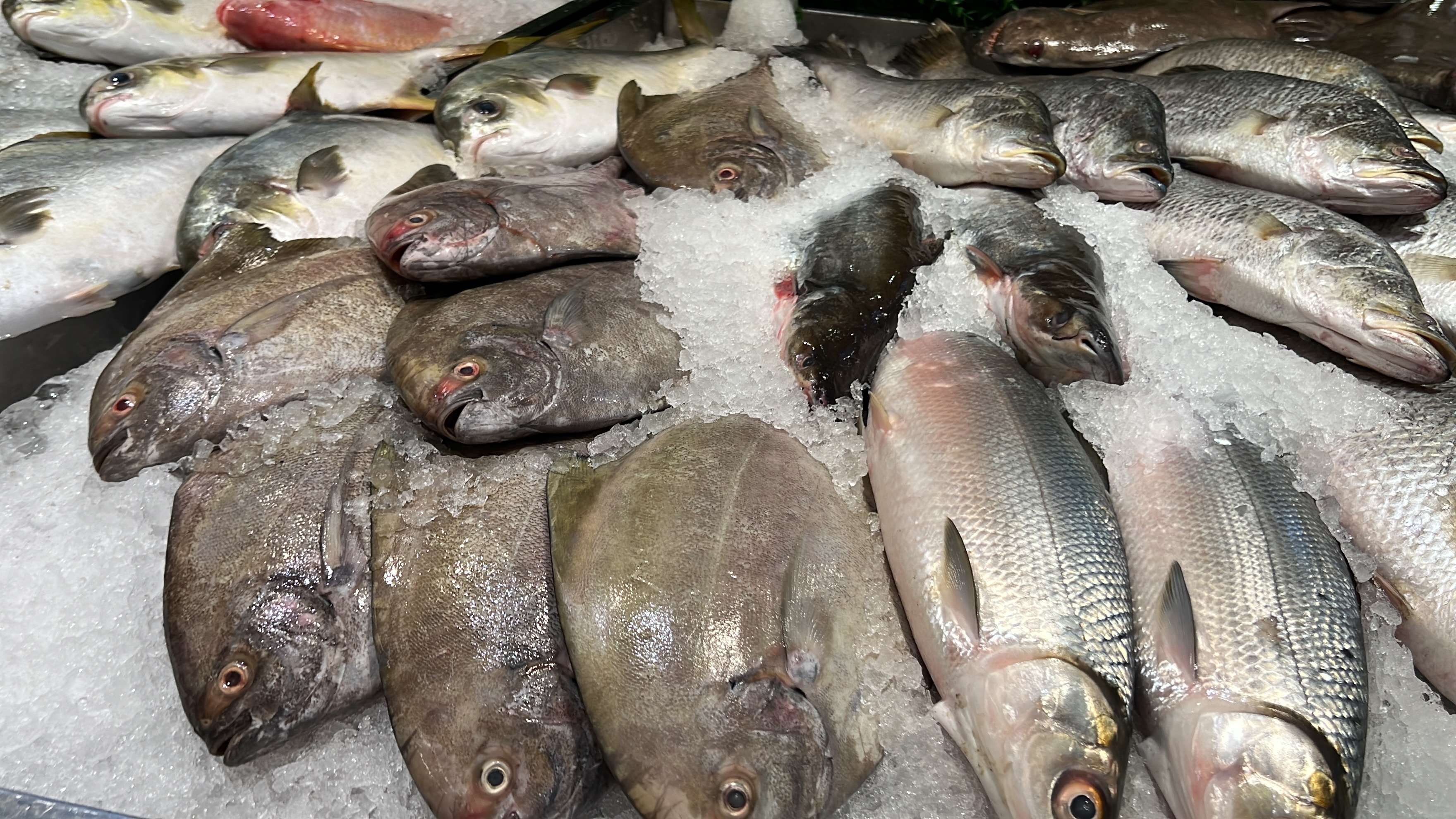 Fish in research - Danish Technological Institute