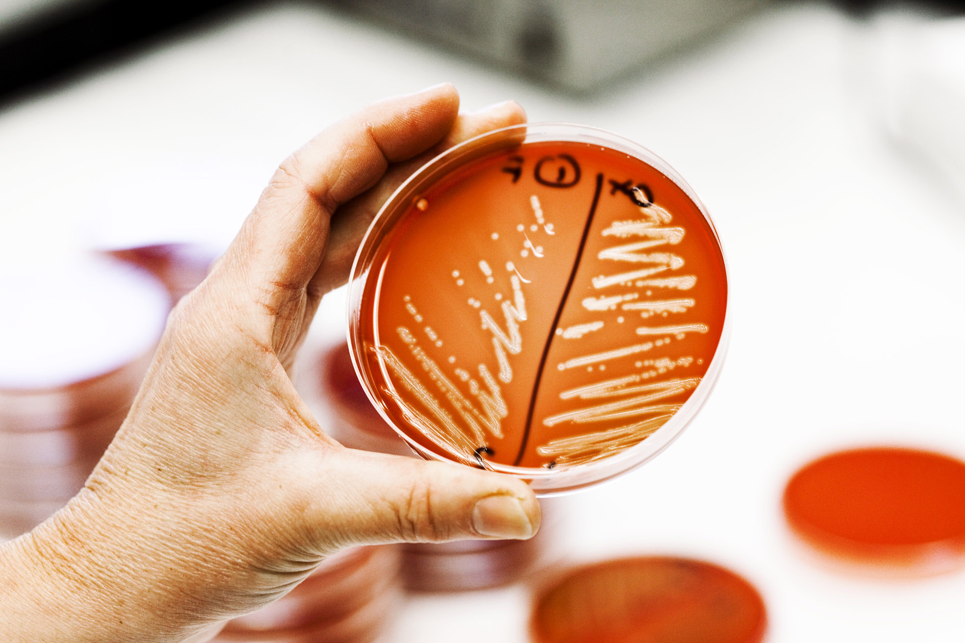 Microbial food safety and shelf-life of hybrid and plant-based products ...