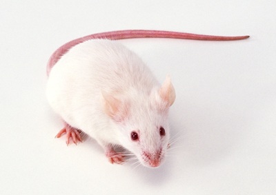 Mice in research - Danish Technological Institute